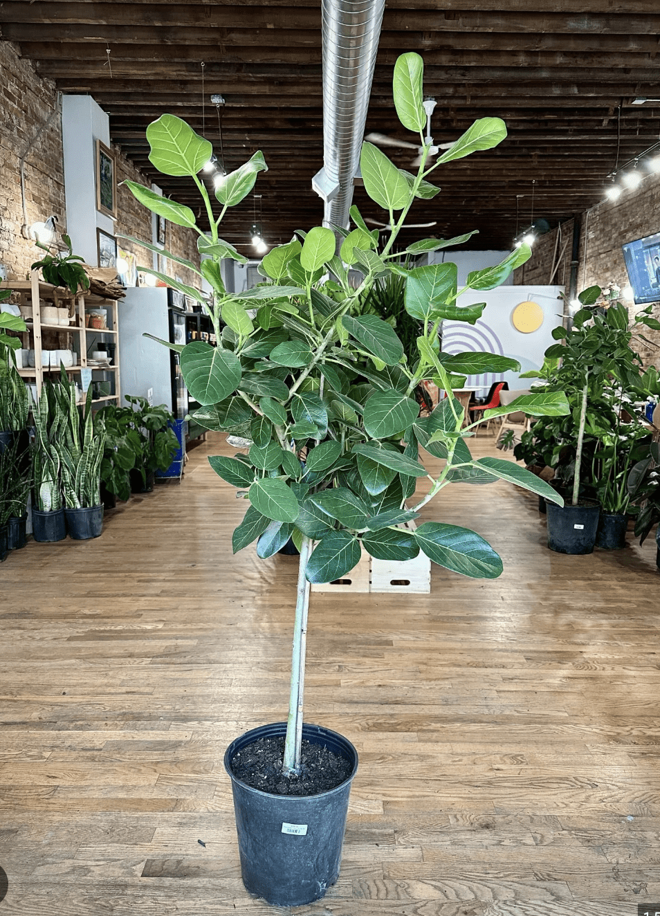 10" Ficus Audrey (Phoenix) - Jade and Clover